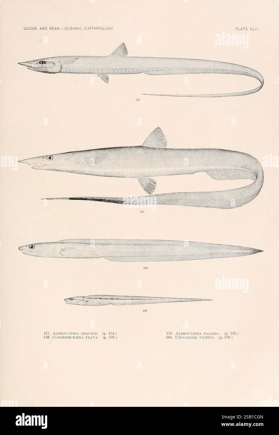 Streamlined forms adapted hi-res stock photography and images - Alamy