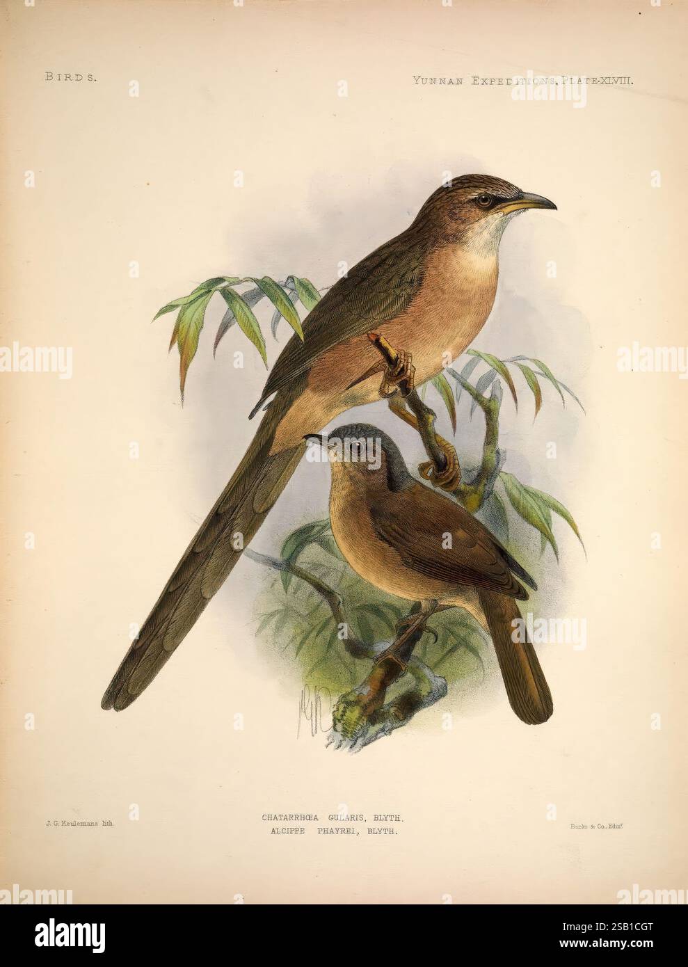 Alcippe phayrei hi-res stock photography and images - Alamy