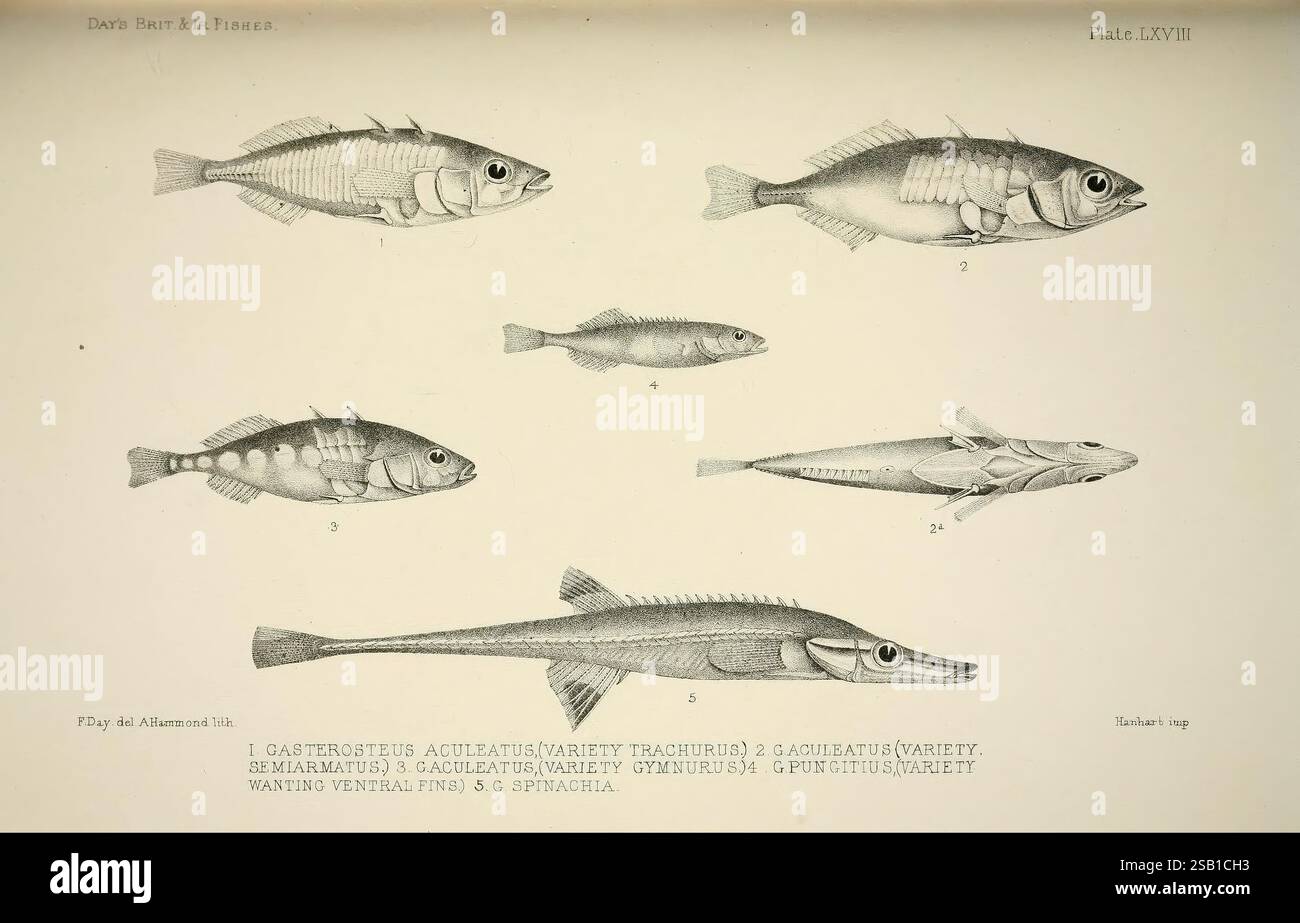 The fishes of Great Britain and Ireland Edinburgh Williams and Norgate ...