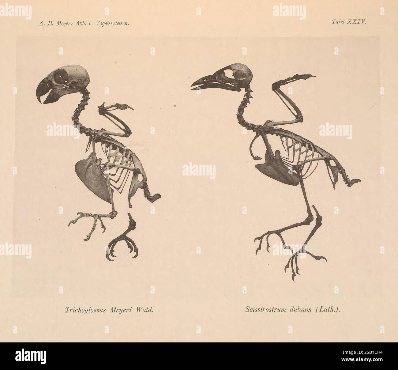 Sturnira tuba hi-res stock photography and images - Alamy