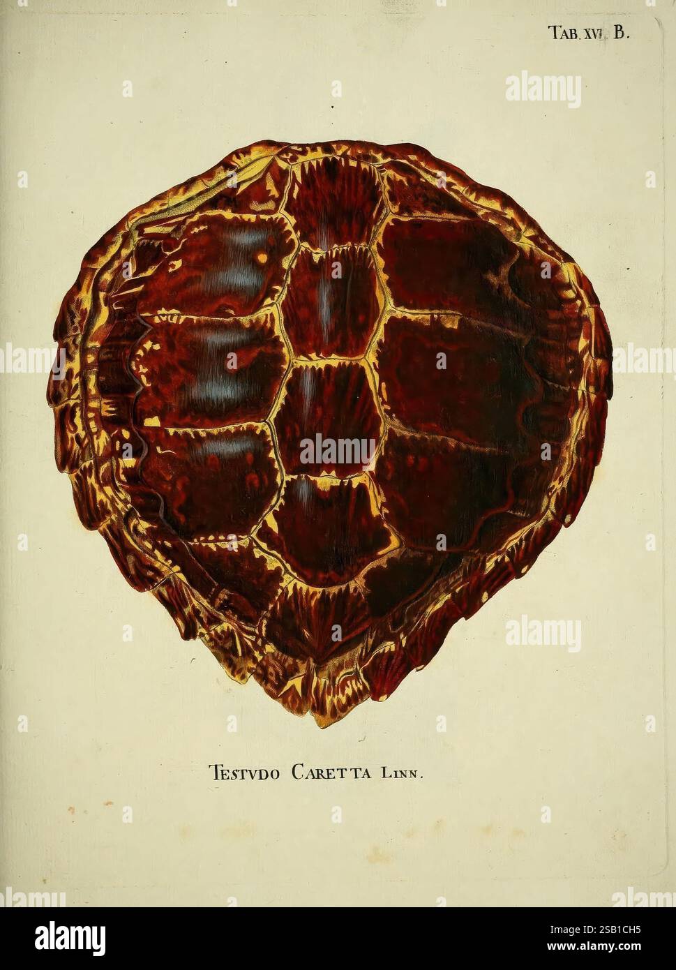 D. Johann David Schöpf's königl. Preuss. Hofraths Naturgeschichte der ...