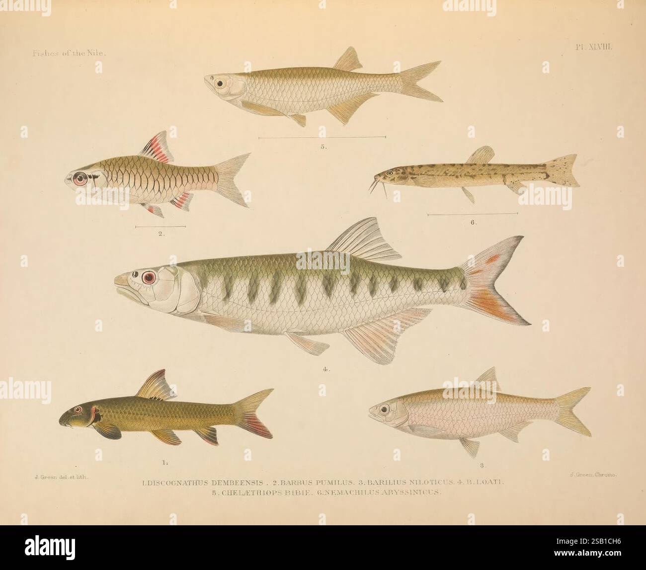 Robust fish exhibits hi-res stock photography and images - Alamy