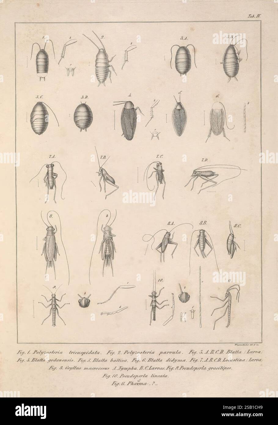 Wing vein structures hi-res stock photography and images - Alamy