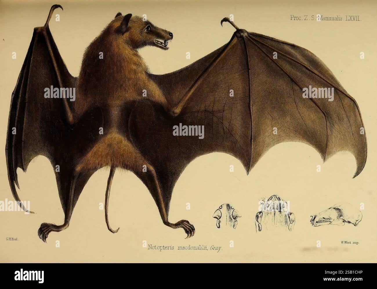 Proceedings of the Zoological Society of London, London, Academic Press ...