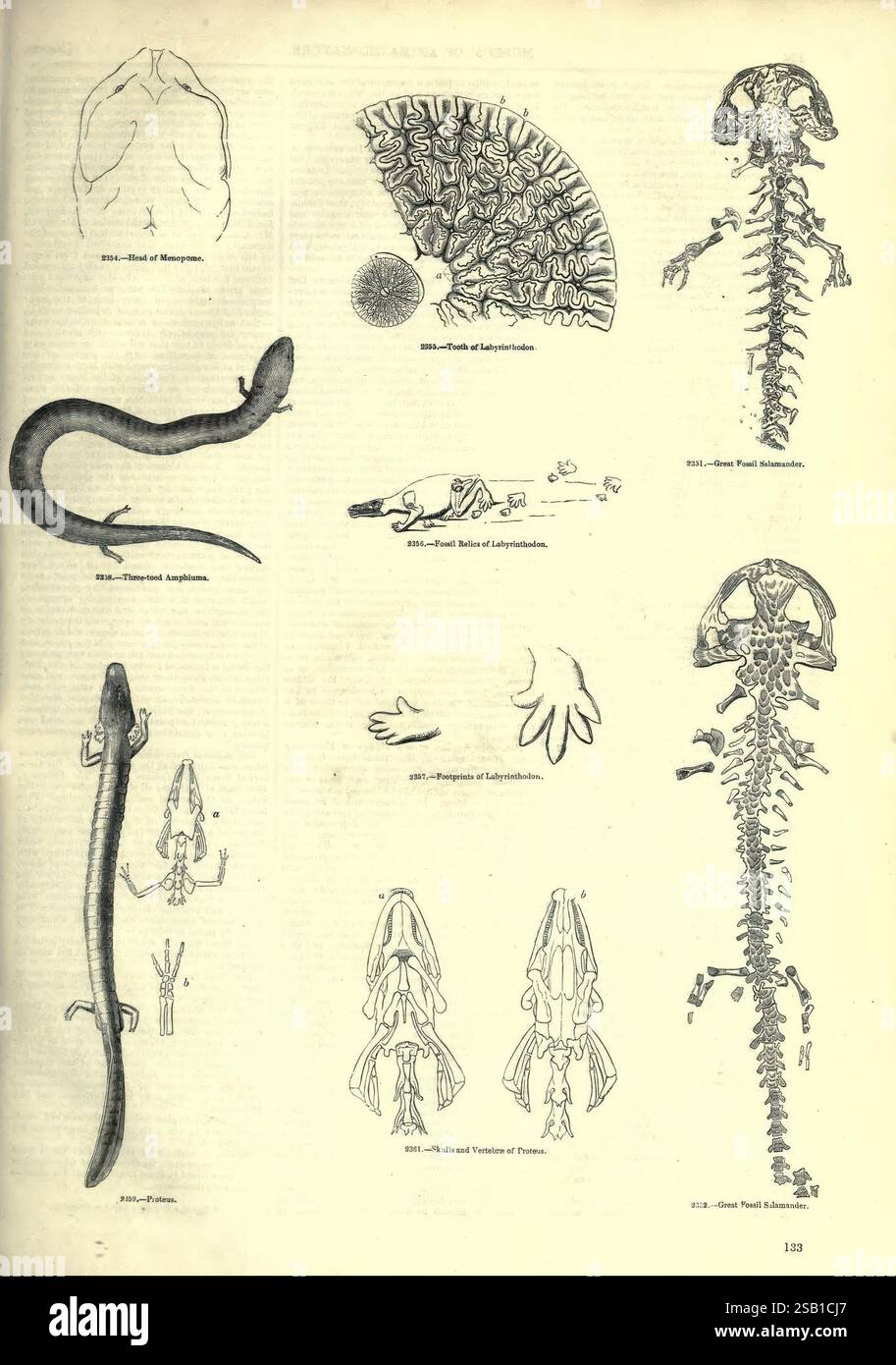The, Pictorial, Museum, of, Animated, Nature, London, C. Cox, [1844 ...