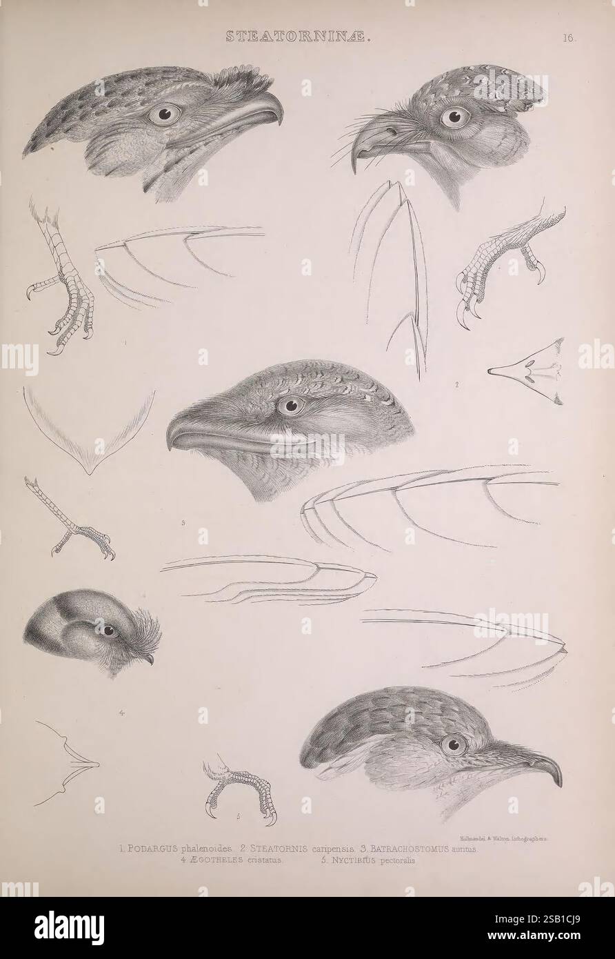 Identifying different bird species hi-res stock photography and images ...