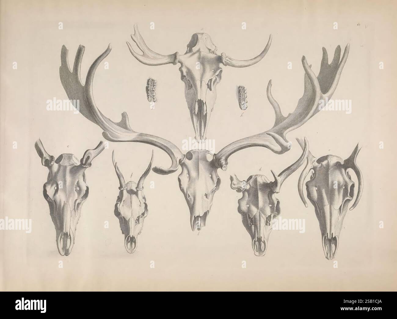 Smaller skulls hi-res stock photography and images - Alamy