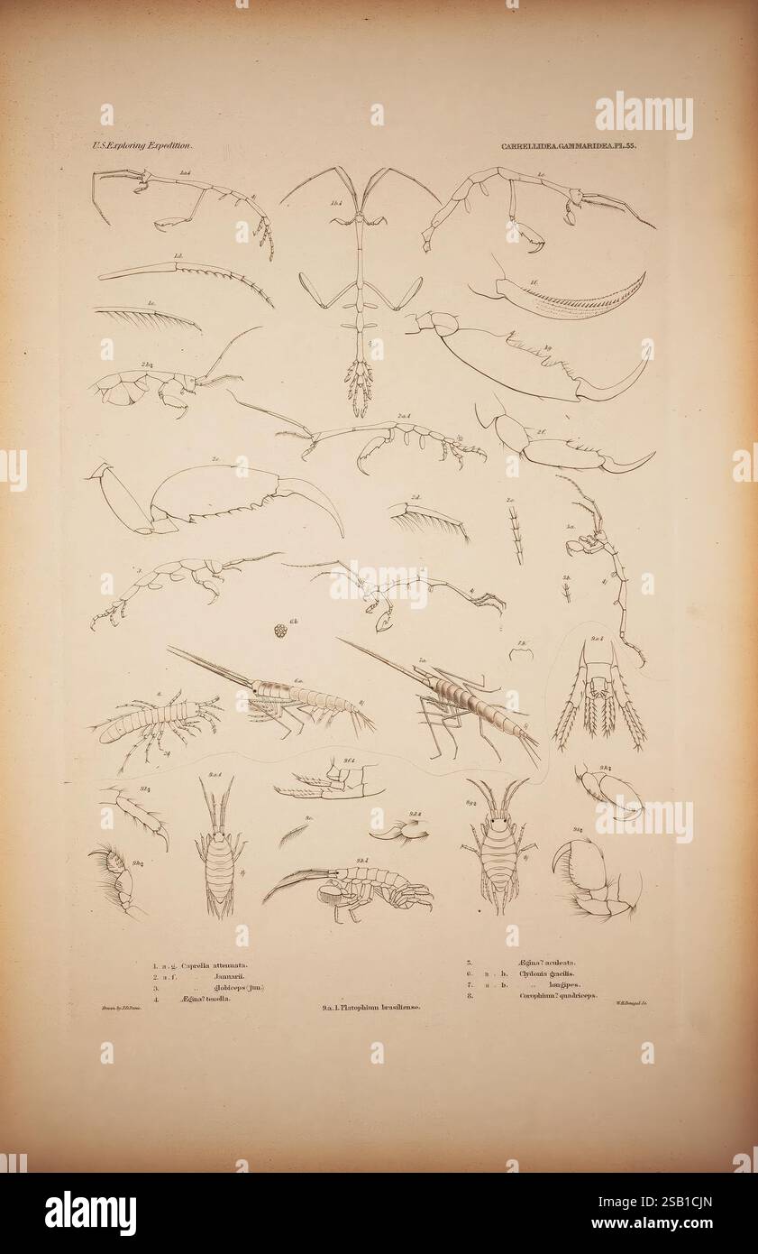 Crustacea, Philadelphia, Printed by C. Sherman, 1852-55 [i.e. 1861 ...