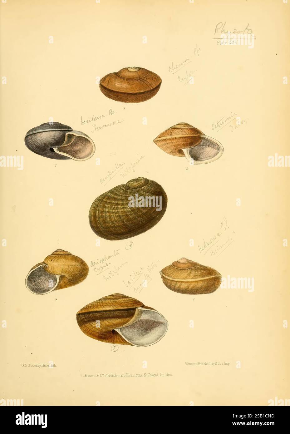 Shell captures distinct characteristics hi-res stock photography and ...