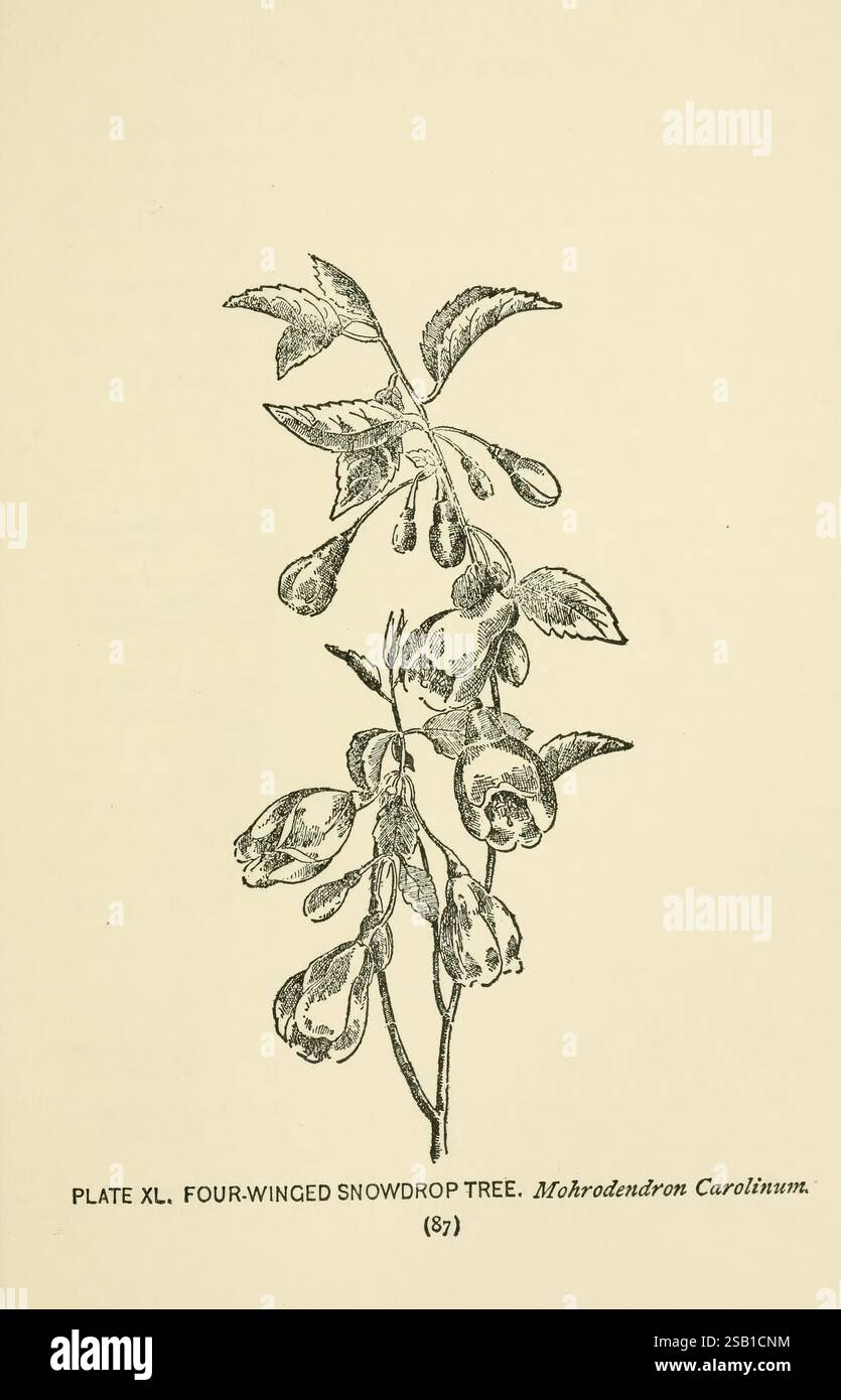 A guide to the wild flowers, New York, Stokes 1899, northeastern states ...