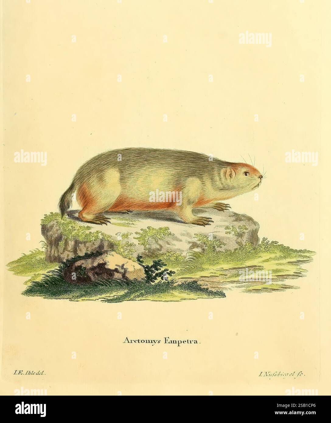 17741846 mammals pictorial works hi-res stock photography and images ...