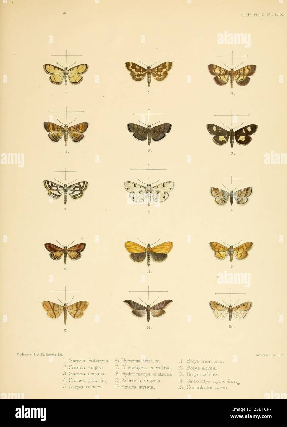 Variety within lepidopteran species hi-res stock photography and images ...