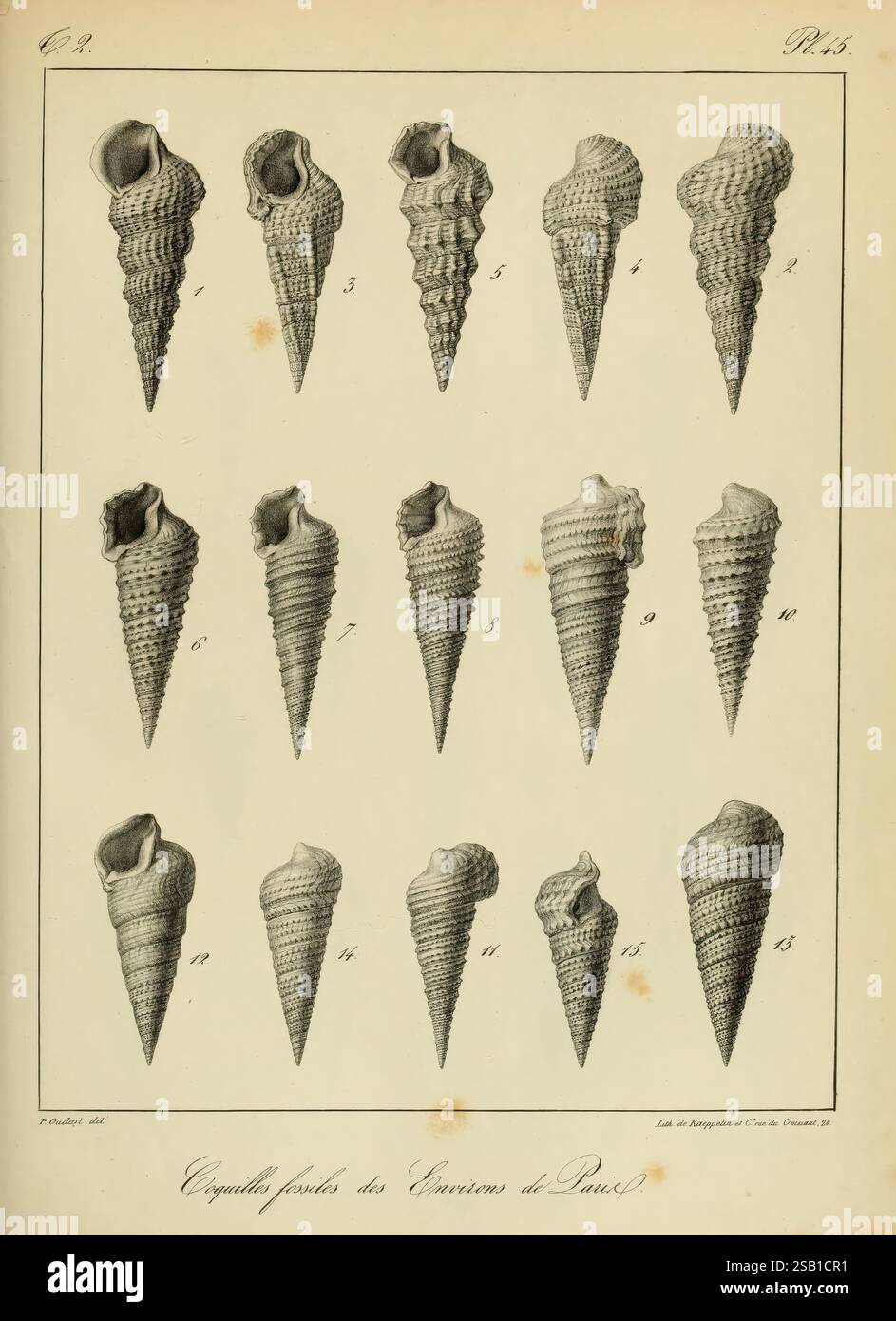 Description des coquilles fossiles des environs de Paris Paris L'auteur ...