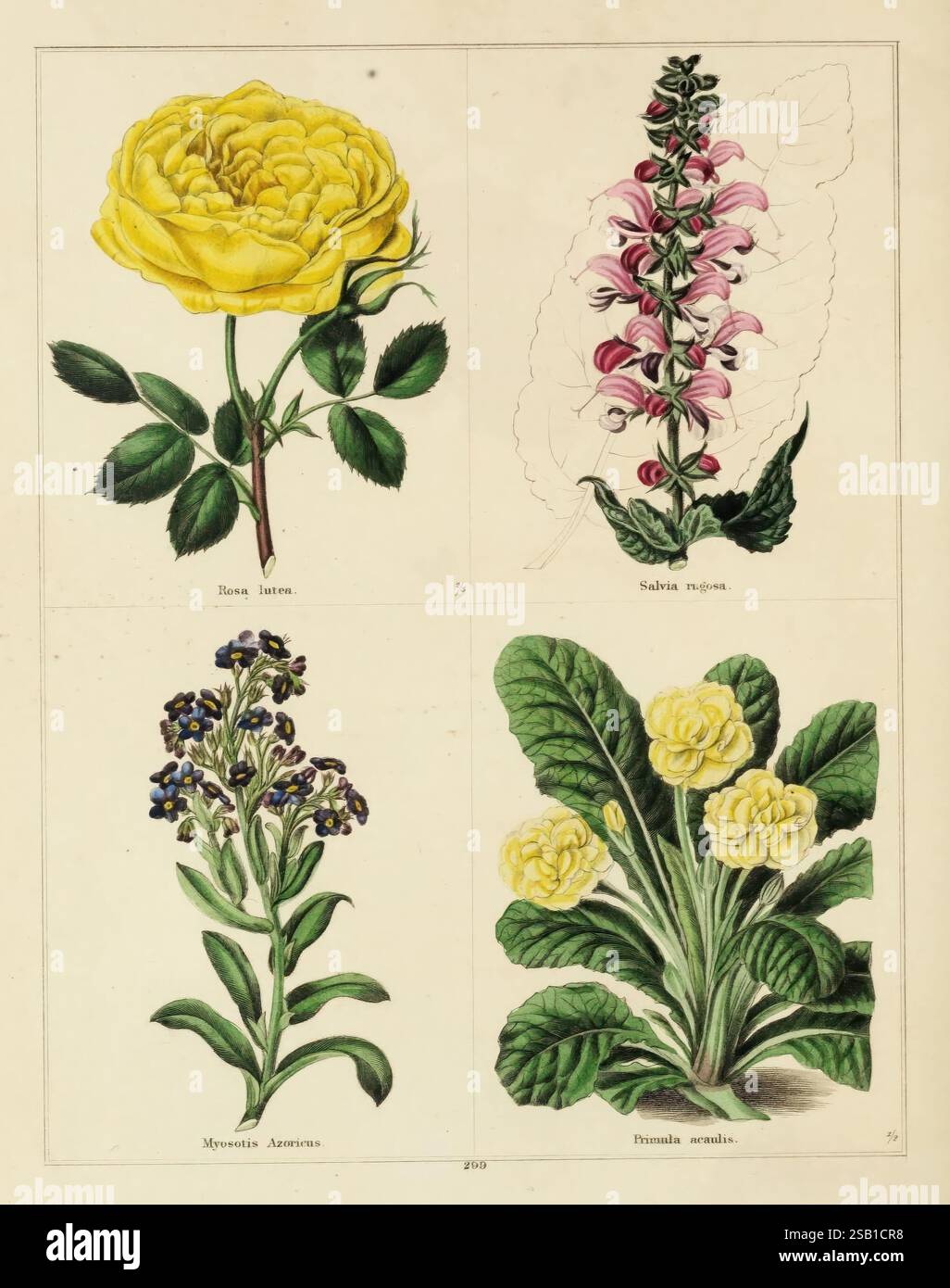 The botanic garden, London, Simpkin & Marshall, 1825, botany ...