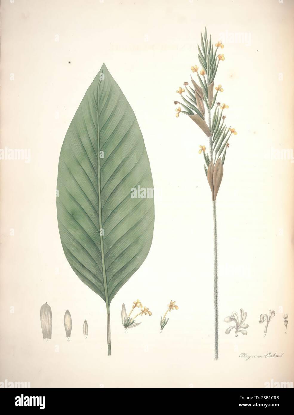 Detailed leaf displays hi-res stock photography and images - Alamy