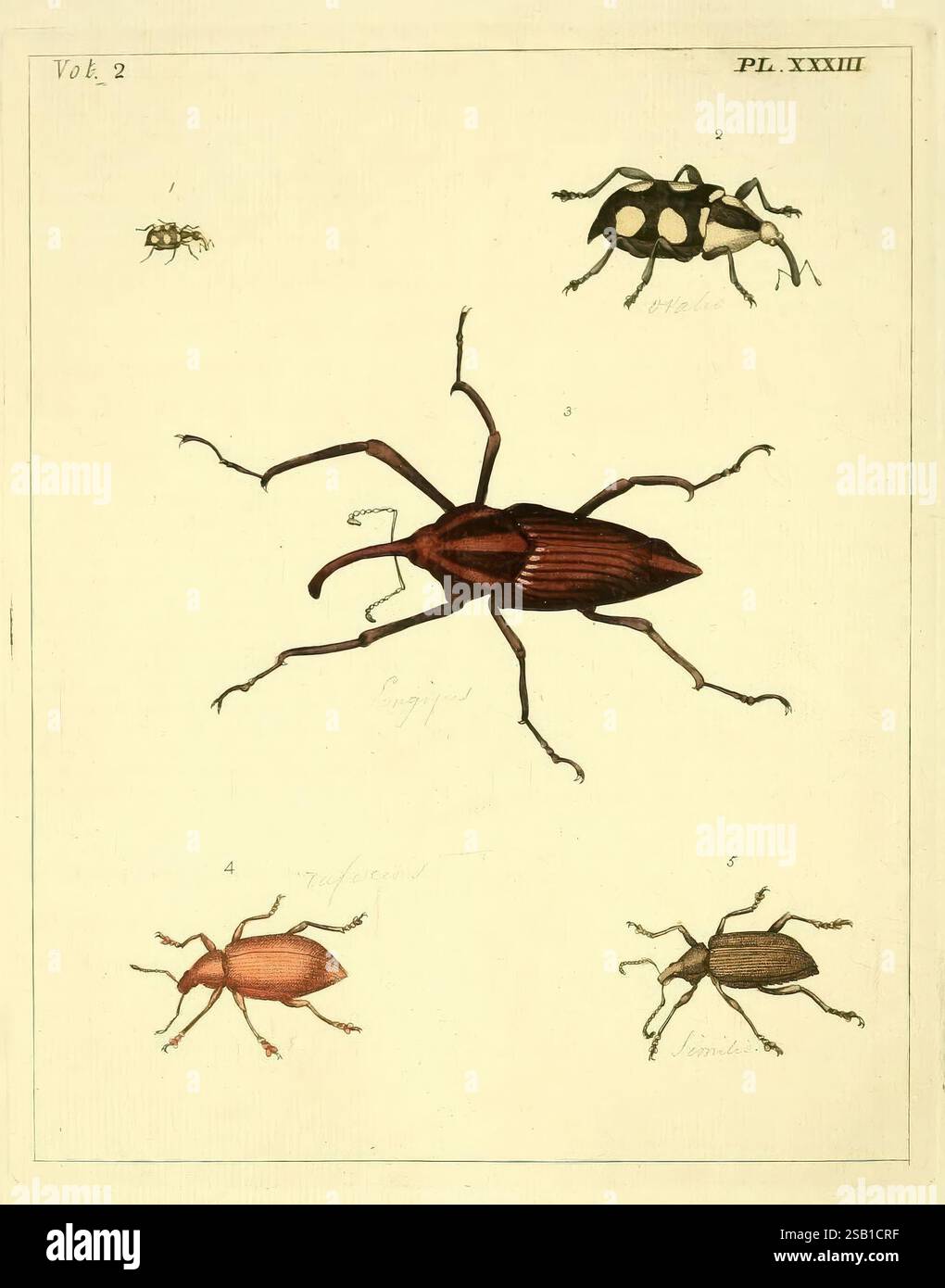 Visual comparison of sizes hi-res stock photography and images - Alamy