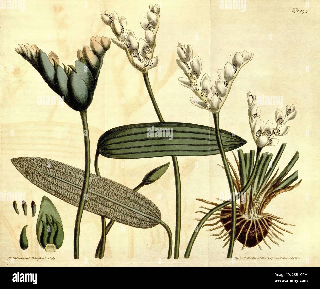 Curtis's Botanical Magazine, London, New York, botanical illustration ...