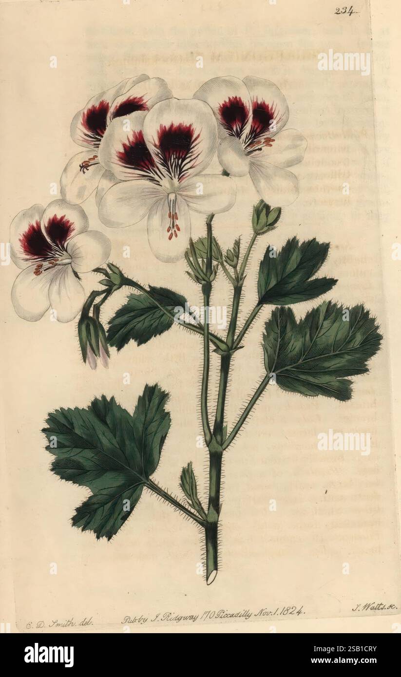 Geraniaceae London Printed for James Ridgway Piccadilly 1820-1830 19th ...