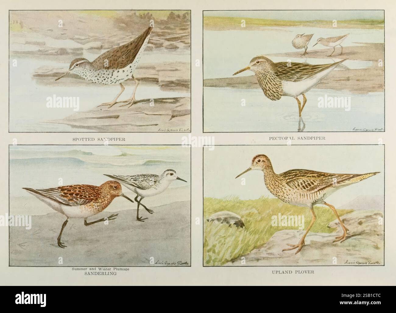 The book of birds, Washington, D.C, 1921, birds, United States, The ...