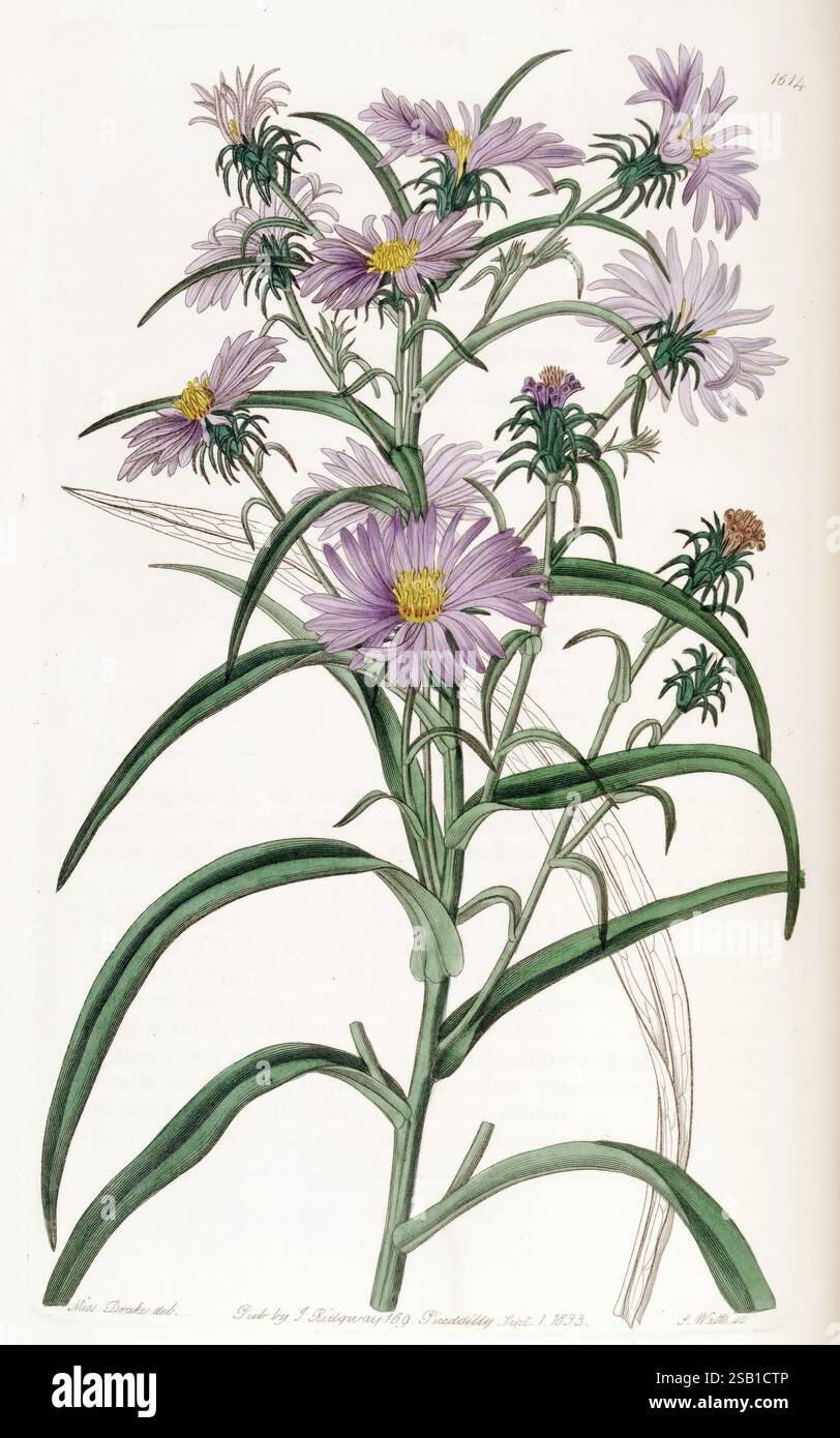 Plant introduction plants ornamental 11 sarah ann drake 2 women hi-res ...