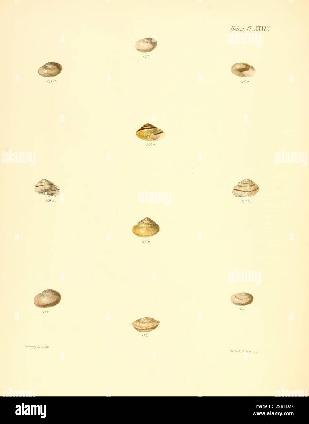 Top row features three distinct shells hi-res stock photography and ...