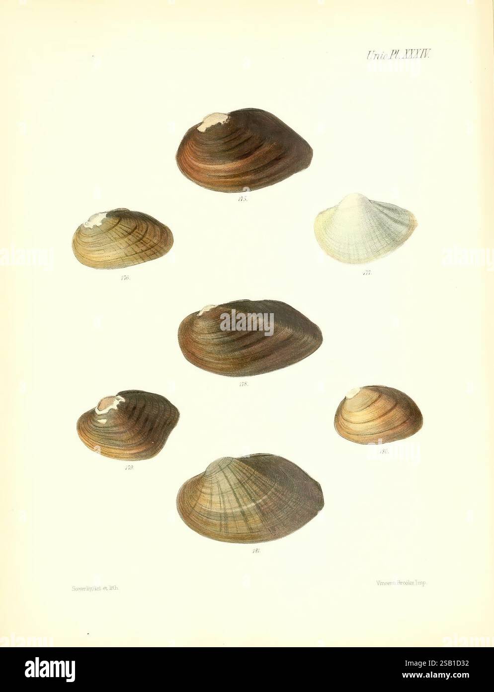 Conchologia iconica, or Illustrations of the shells of molluscous ...