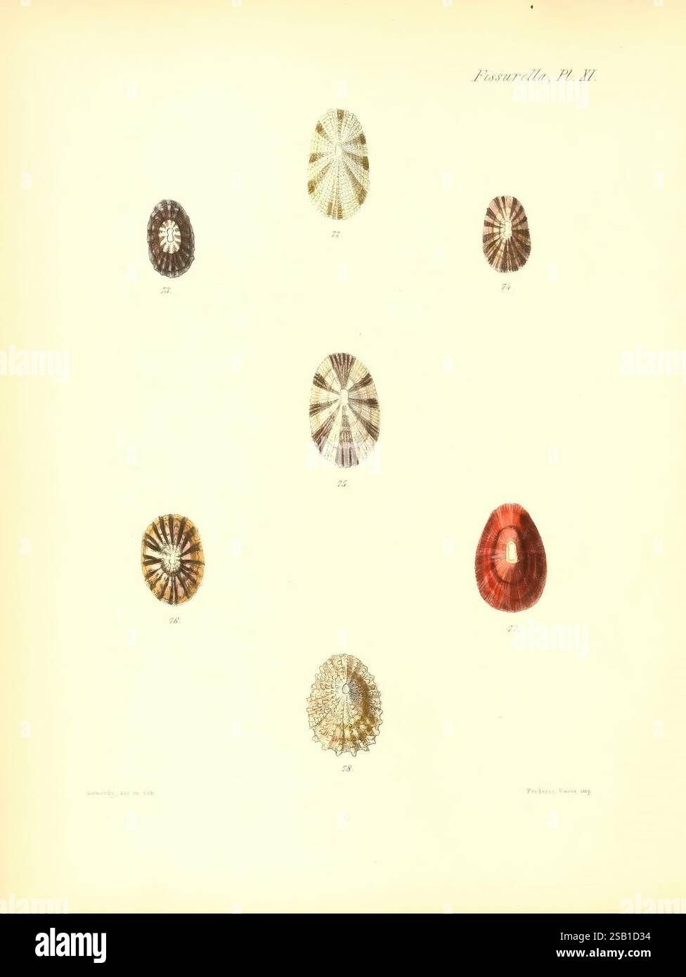 Conchologia iconica, or Illustrations of the shells of molluscous ...