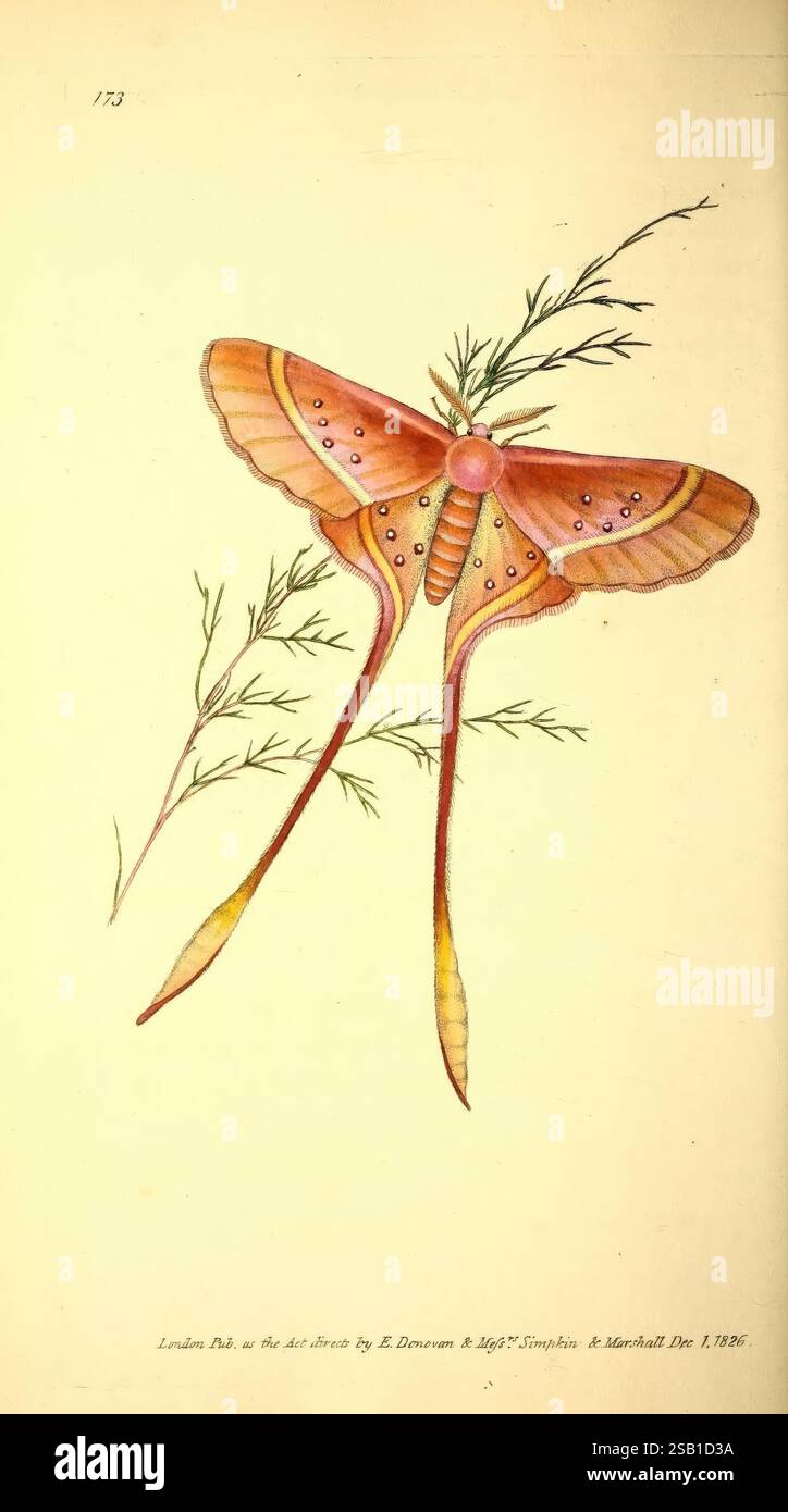 Moths ethereal quality hi-res stock photography and images - Alamy