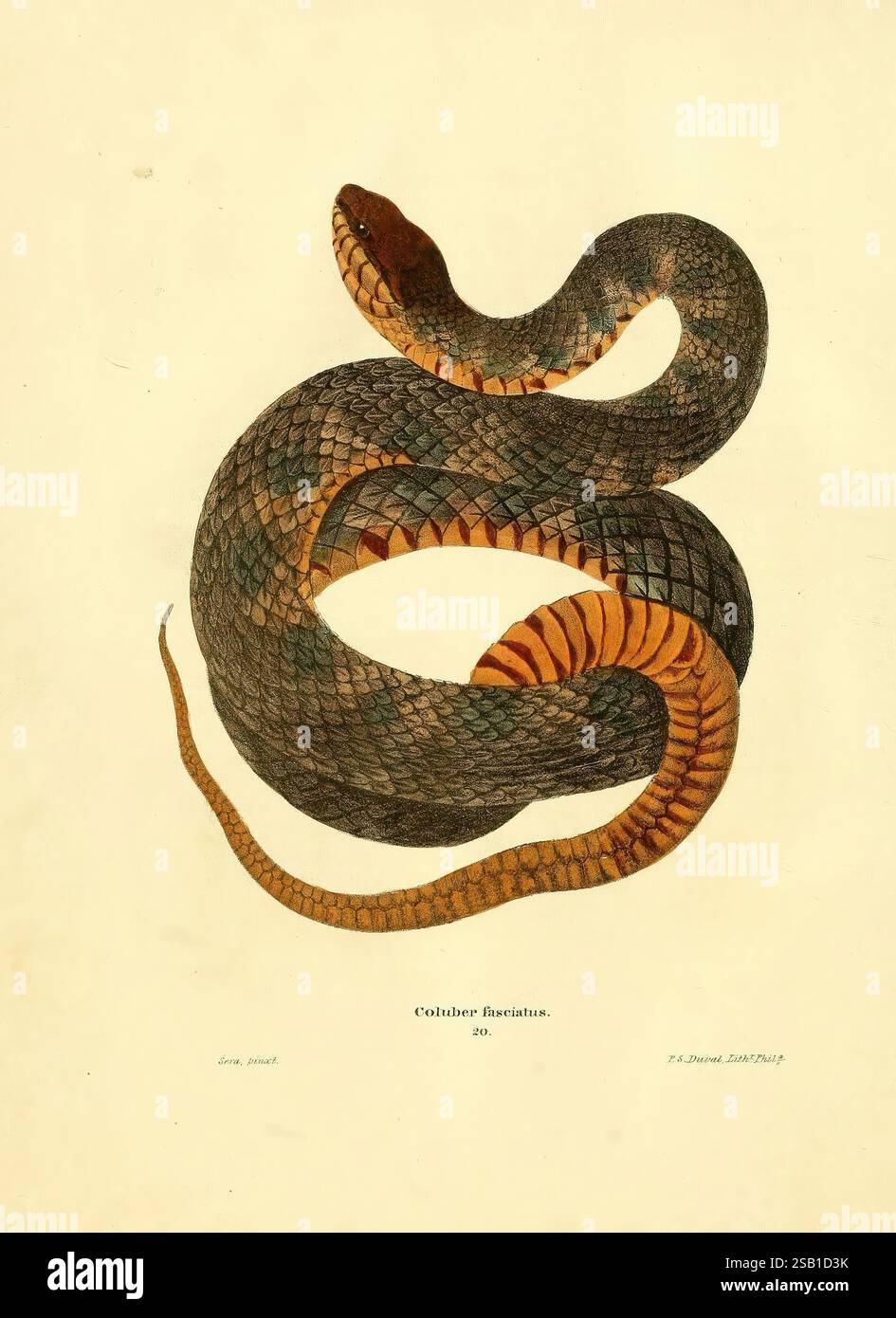North American herpetology, v.2, Philadelphia, J. Dobson,1836-1840 ...