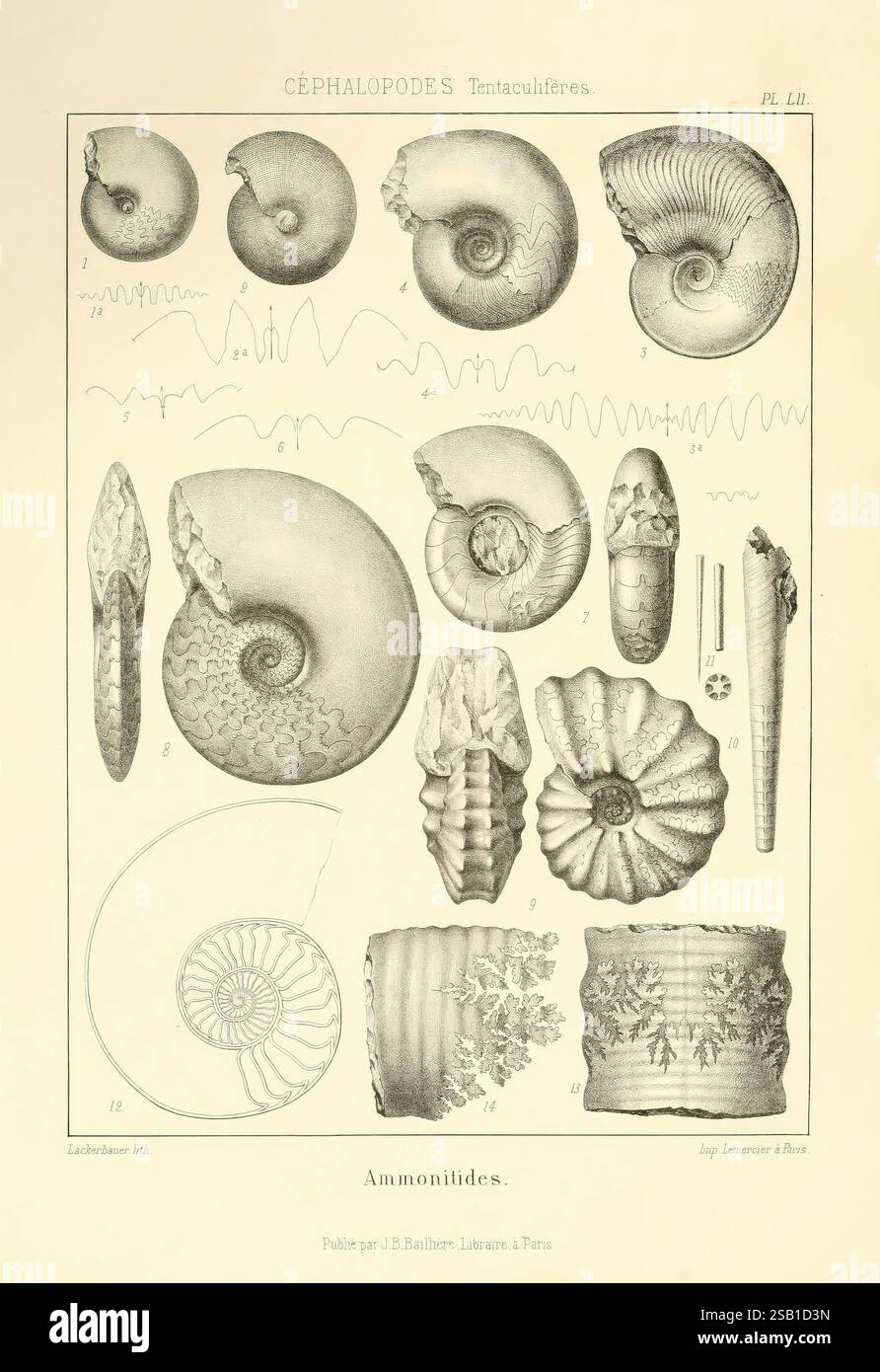 Different ammonite shell forms hi-res stock photography and images - Alamy