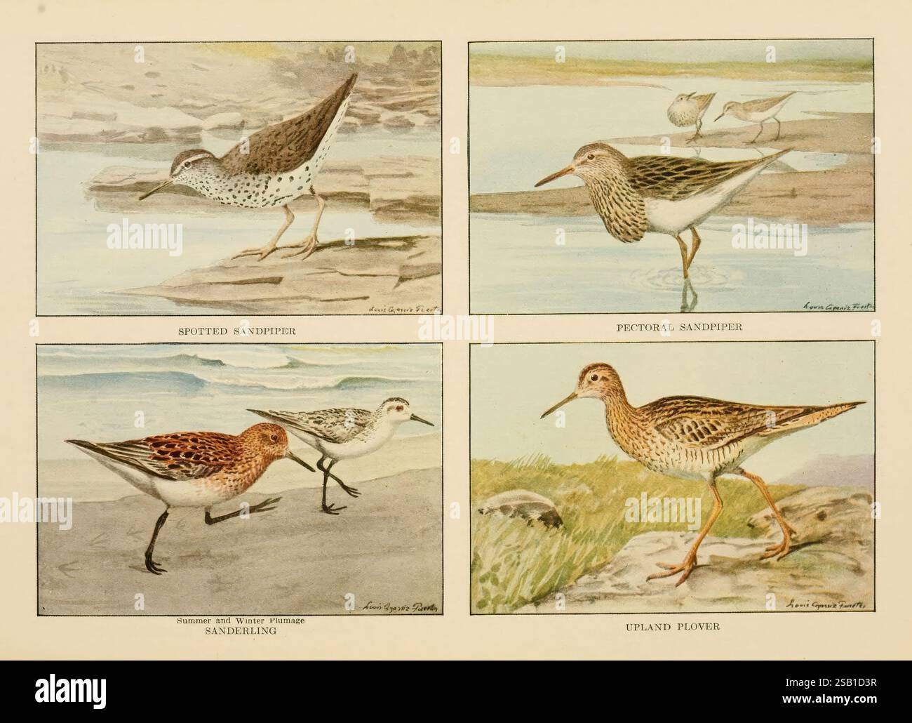 Showcases sandpipers hi-res stock photography and images - Alamy