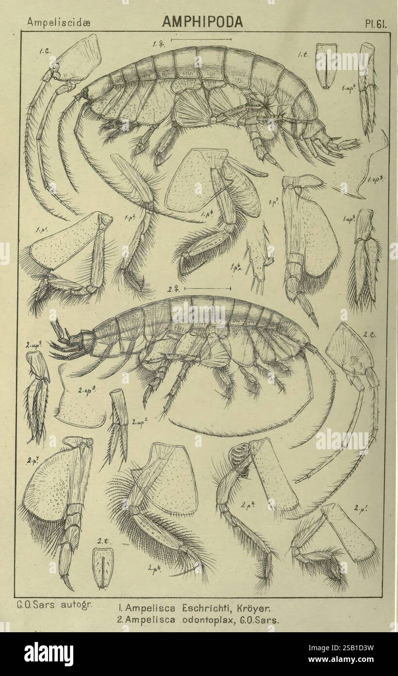 An account of the Crustacea of Norway Amphipoda plates Christiania, A ...