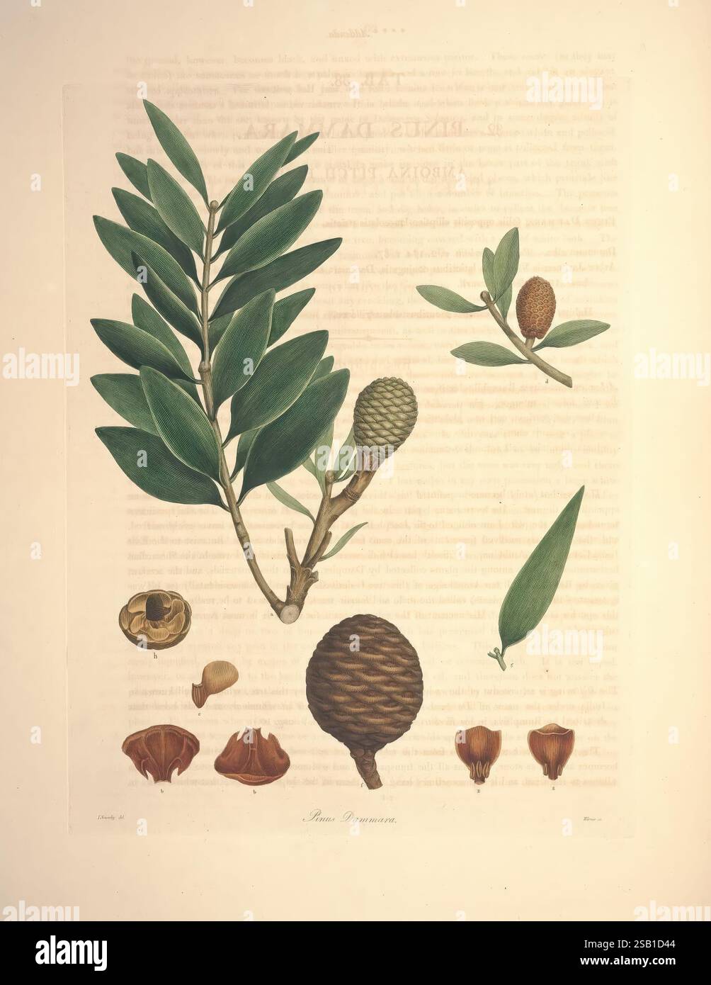 A, description, of, the, genus, Pinus, London, J, White, 1803-1824, Pinaceae, Agathis, dammara ...