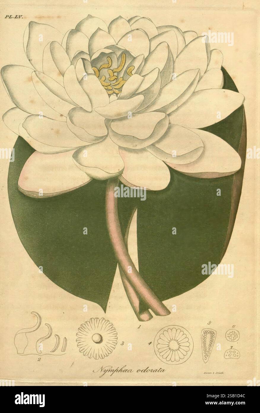 American, medical, botany, Boston: Cummings and Hilliard, 1817-1820 ...