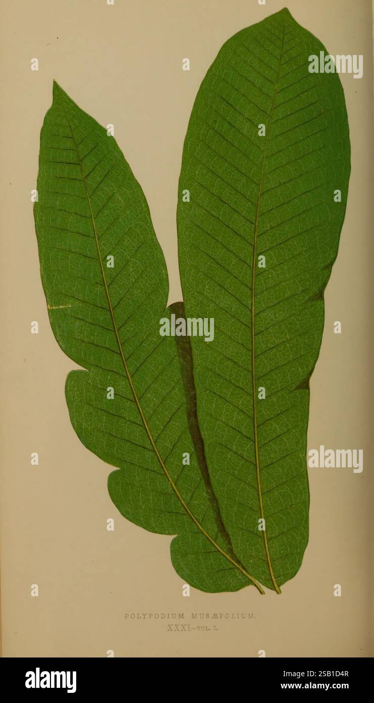 Polypodium musifolium plant hi-res stock photography and images - Alamy