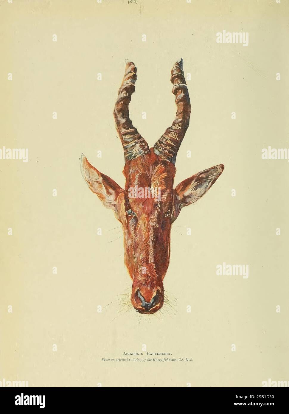 Animal life and the world of nature, London, Hutchinson, 1902-1904 ...