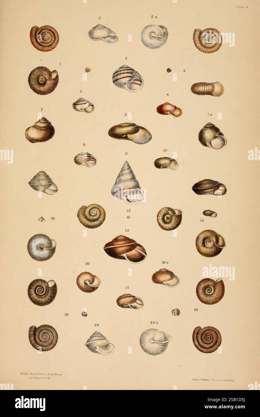 Helix funiculata hi-res stock photography and images - Alamy