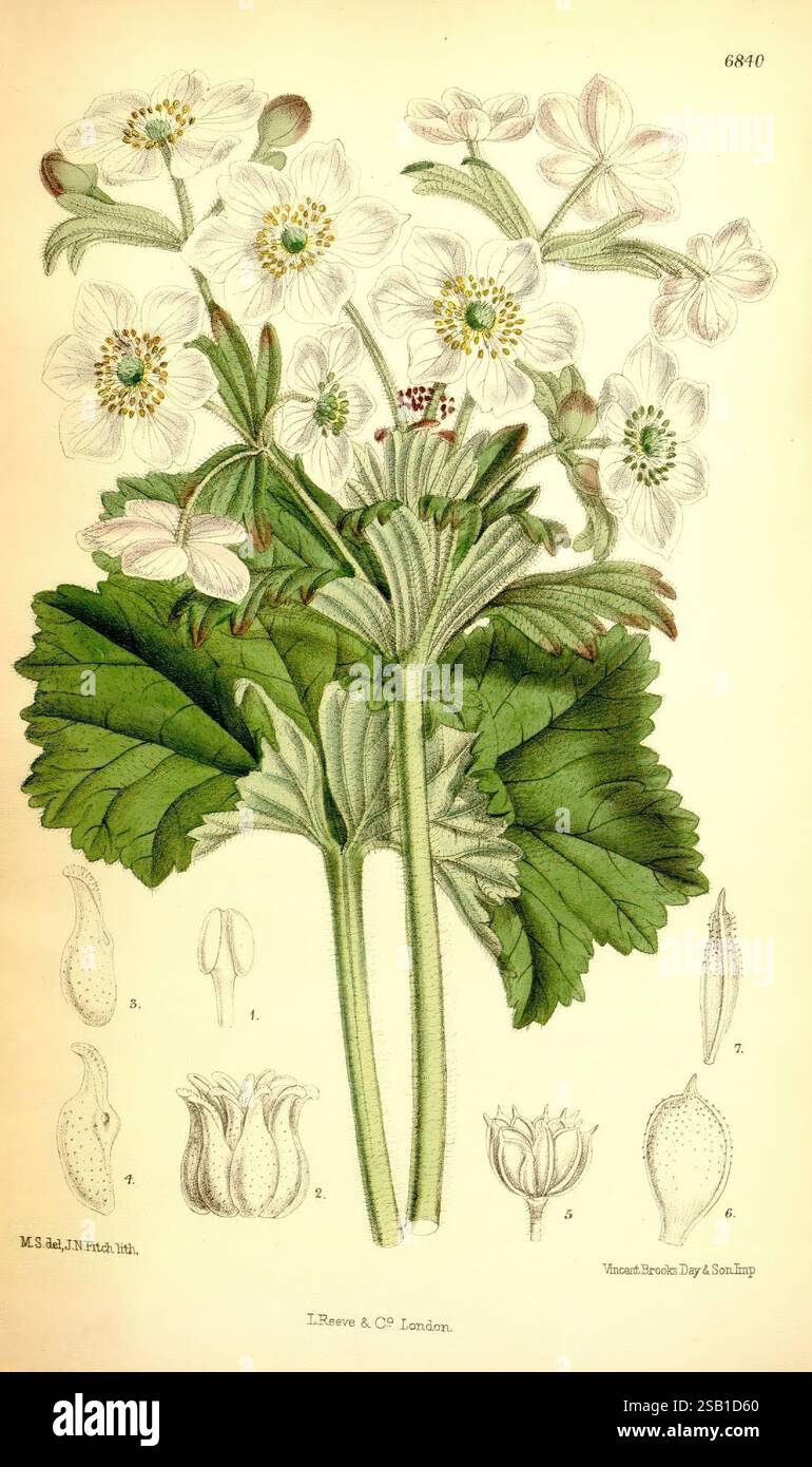 Drawings showcase various stages hi-res stock photography and images ...