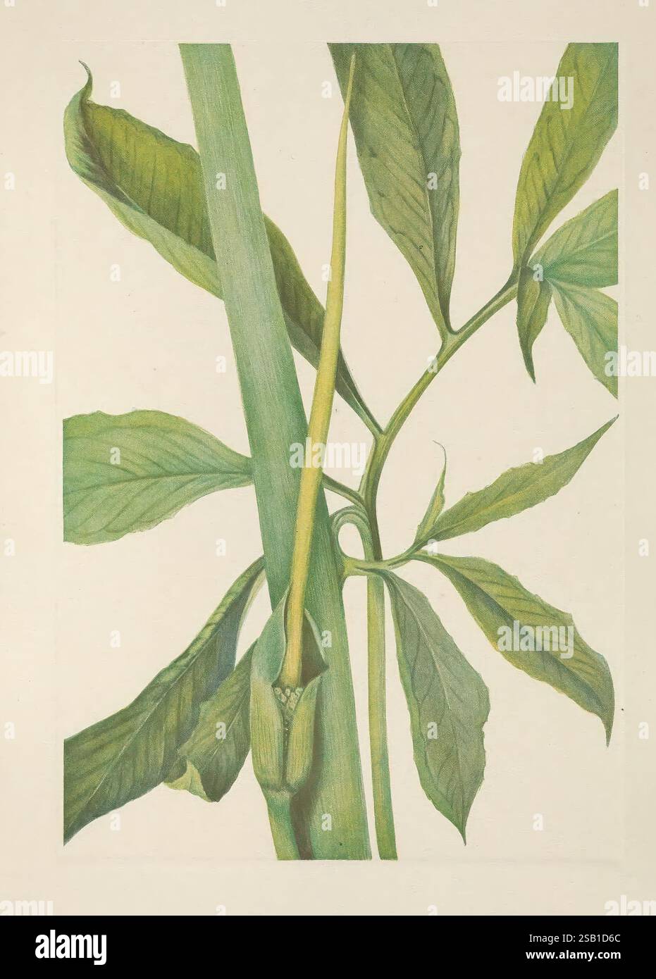 Budding flower emerges hi-res stock photography and images - Alamy