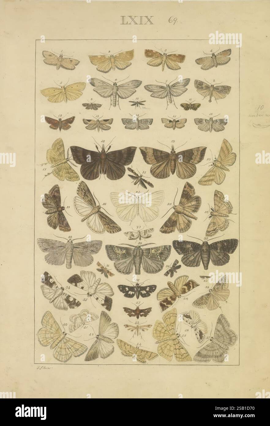 Lepidoptera, manuscript, between 1873-1883?, lepidoptera, life cycles ...