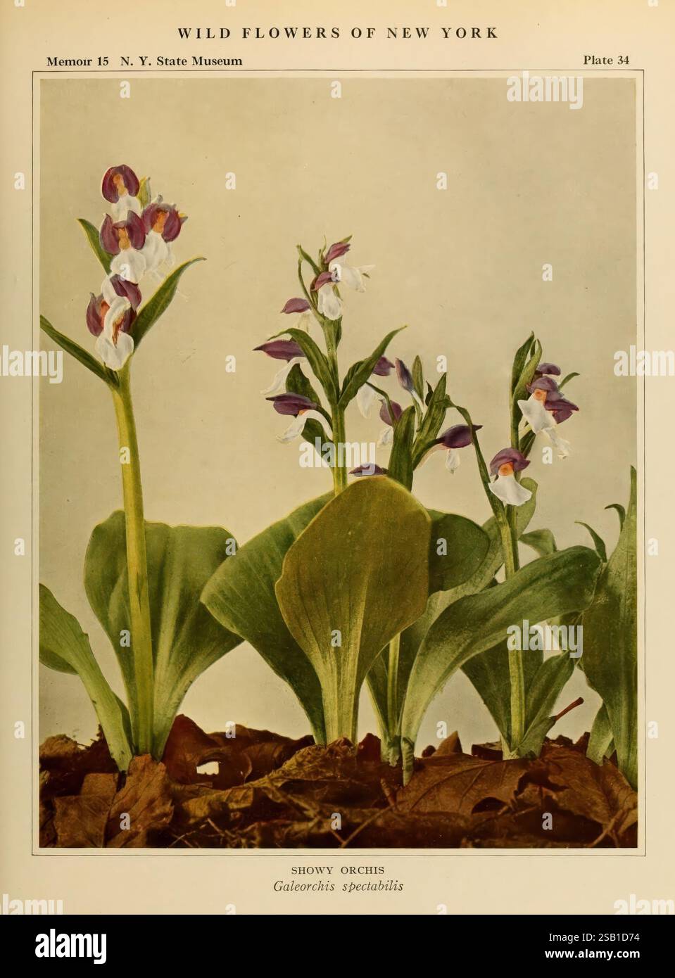 New yorks wild flora hi-res stock photography and images - Alamy