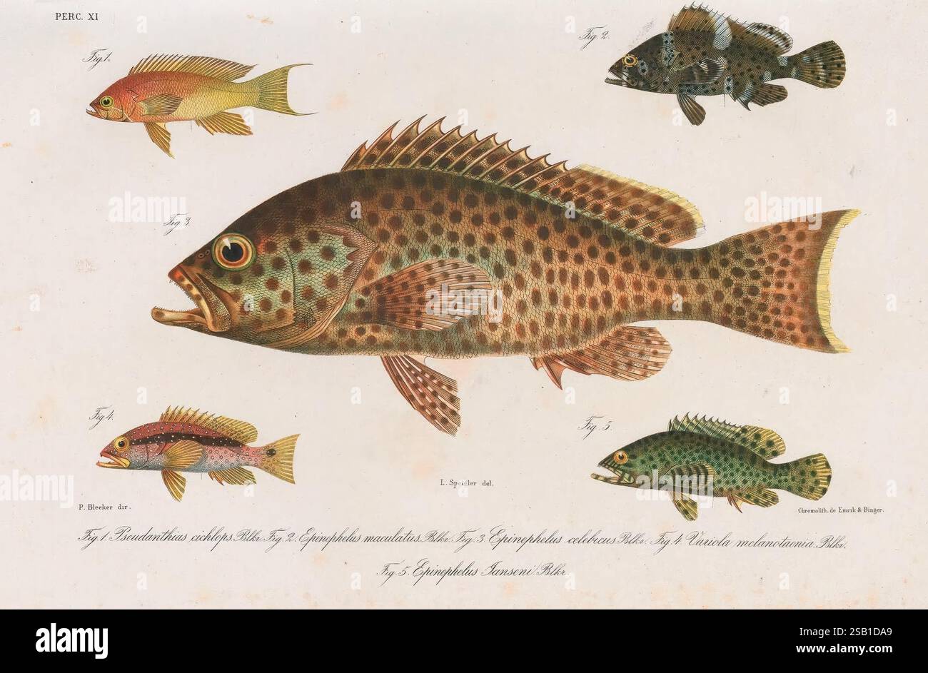 Beautifully illustrated fish showcasing hi-res stock photography and ...