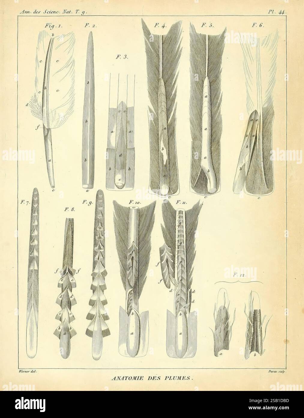 Annales des Sciences Naturelles Paris Crochard feathers birds science ...