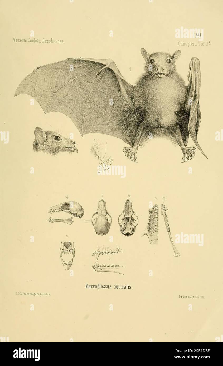 Die Fledermäuse des Berliner Museums für Naturkunde, Berlin, G. Reimer ...