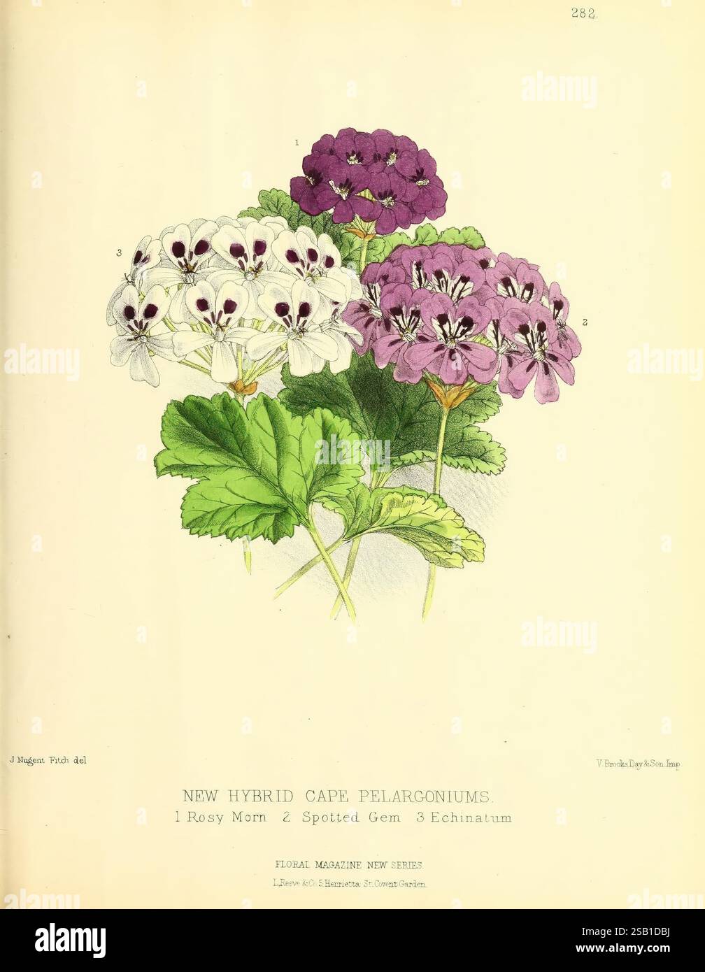 The floral magazine, London, L. Reeve & Co, flower gardening, flowers ...