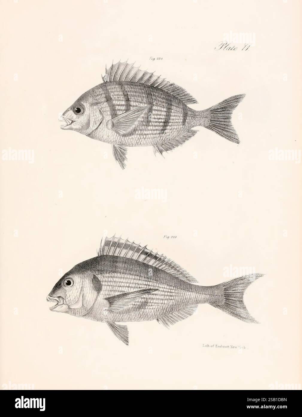 Pronounced lateral lines hi-res stock photography and images - Alamy