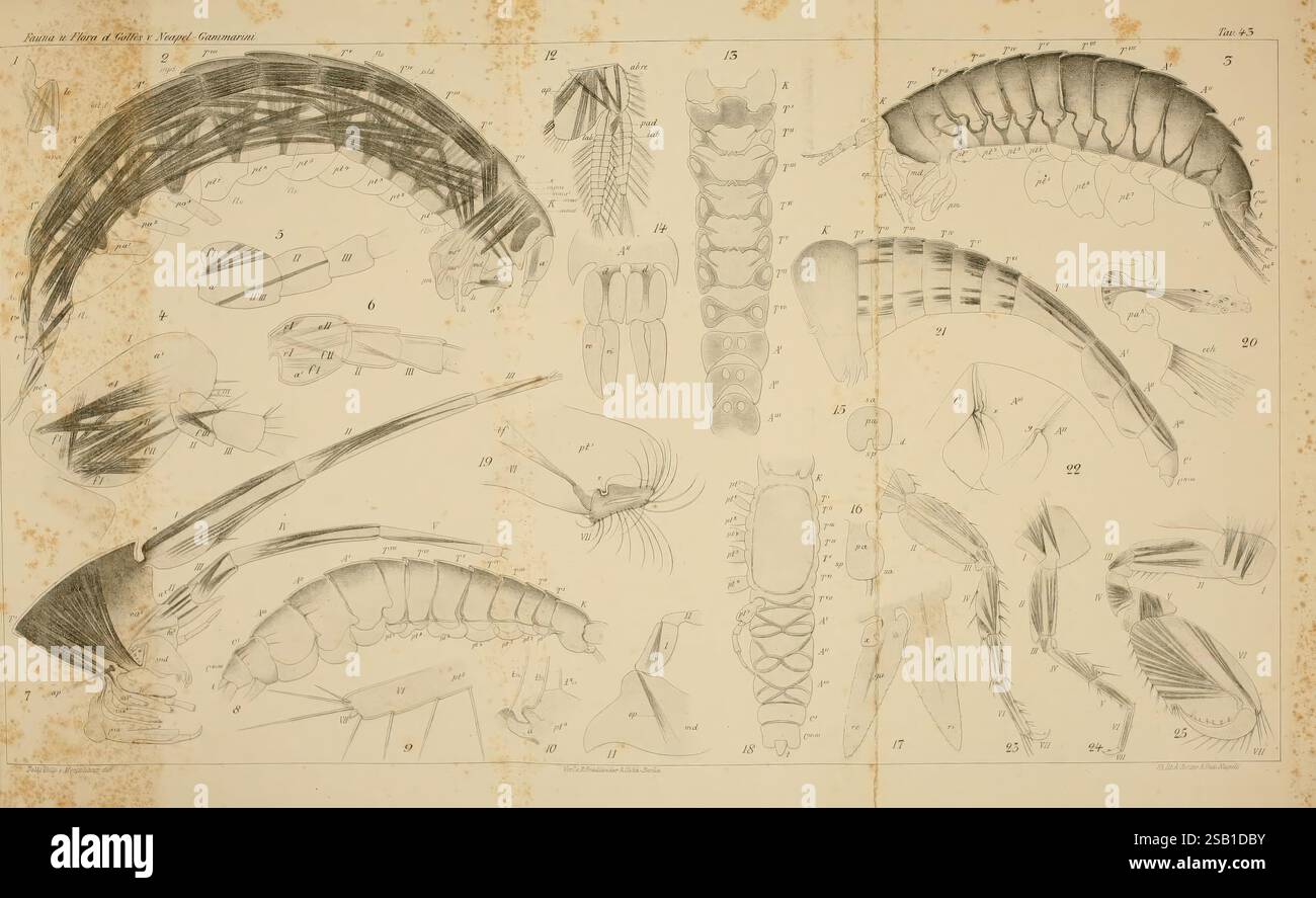 Gammarini del golfo di Napoli, Berlin, R. Friedländer & Sohn, 1893 ...