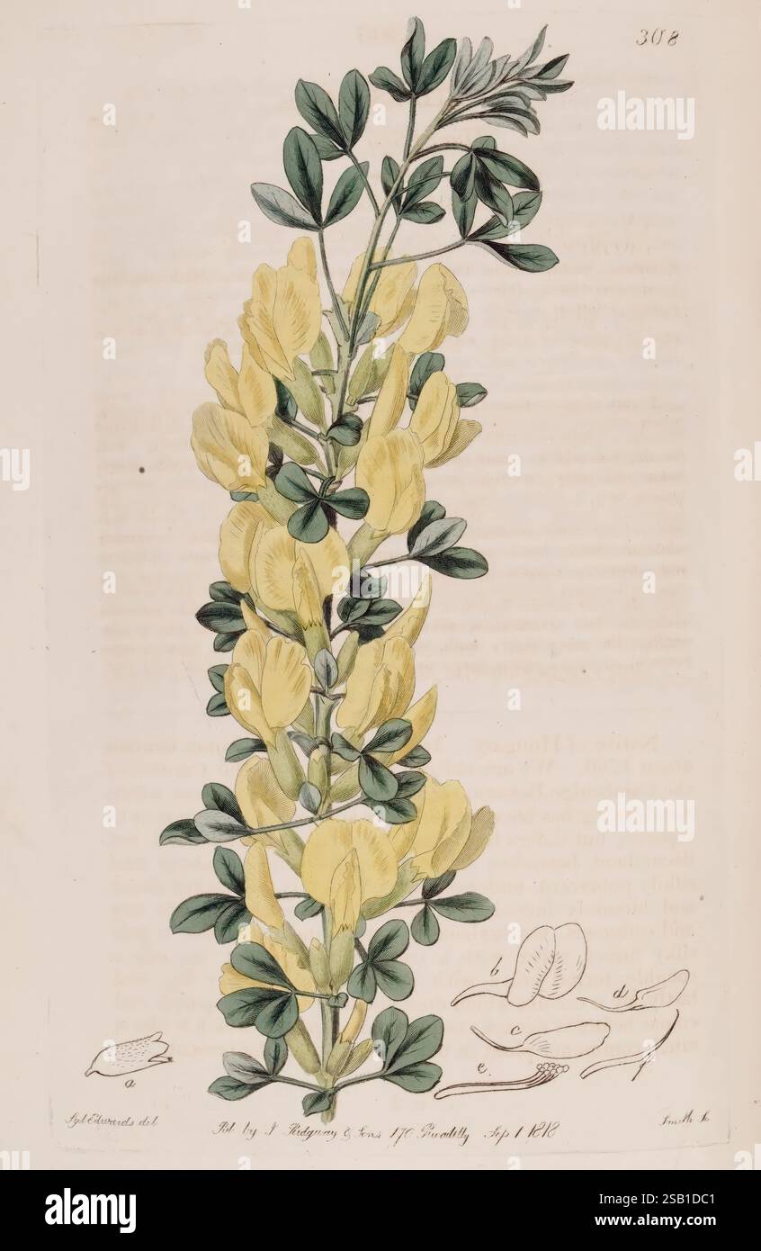 The Botanical Register London Printed for James Ridgway 1815-1828 1815 ...