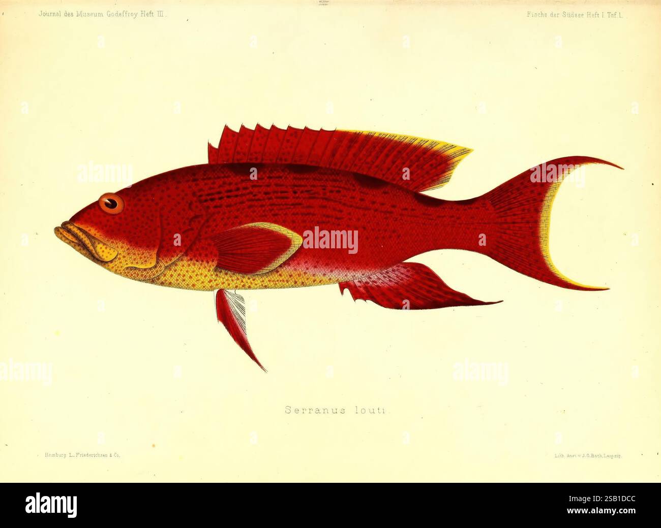 Andrew Garrett's Fische der Südsee Hamburg L. Friederichsen & Co. 1873 ...