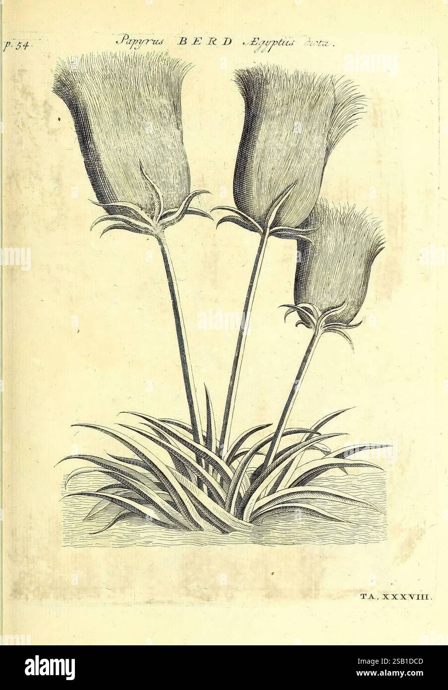 Detailed illustration depicts three tall plants hi-res stock ...